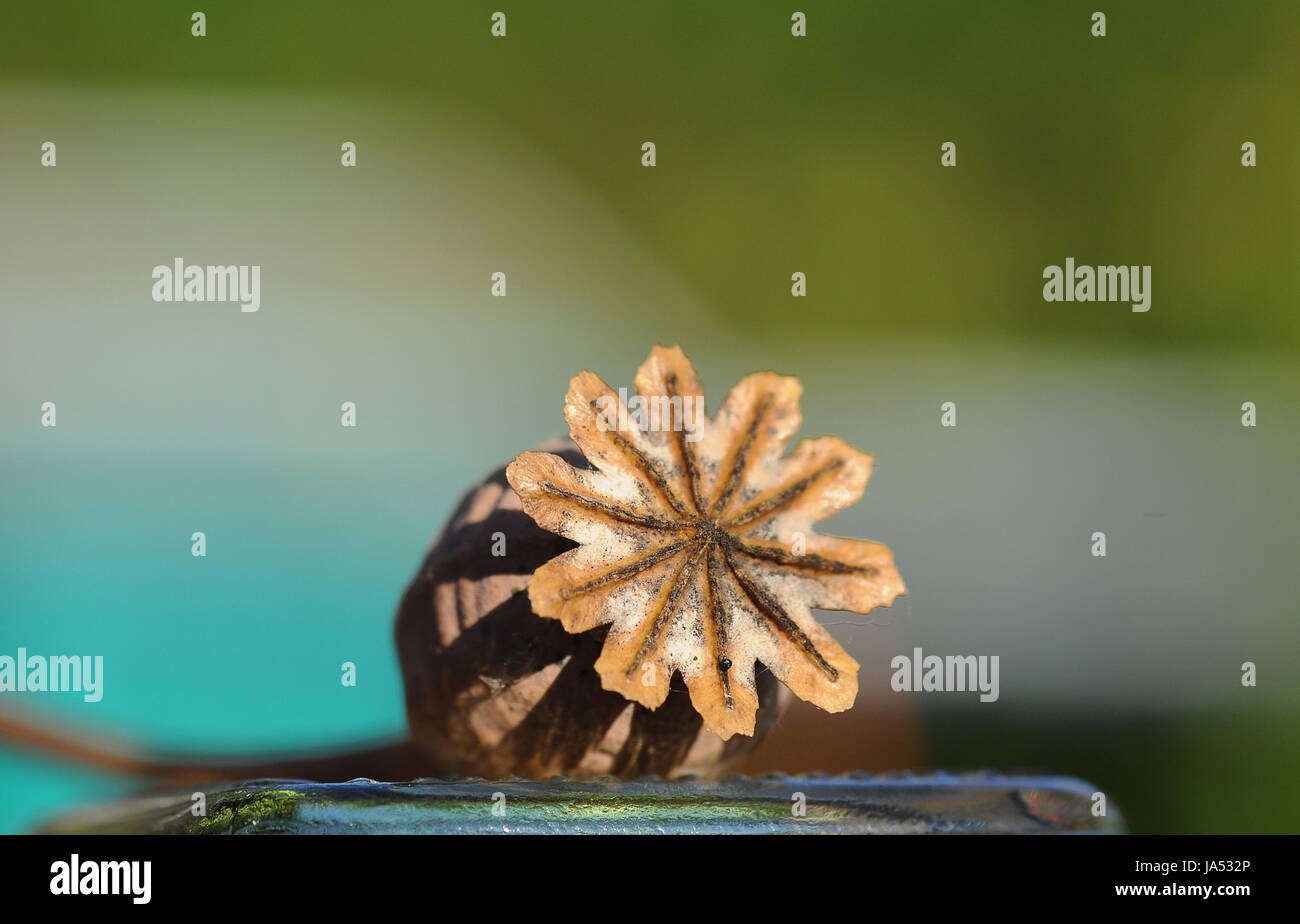 sperm, poppy, capsule, sperm, poppy, withers, seed vessel, radial ...