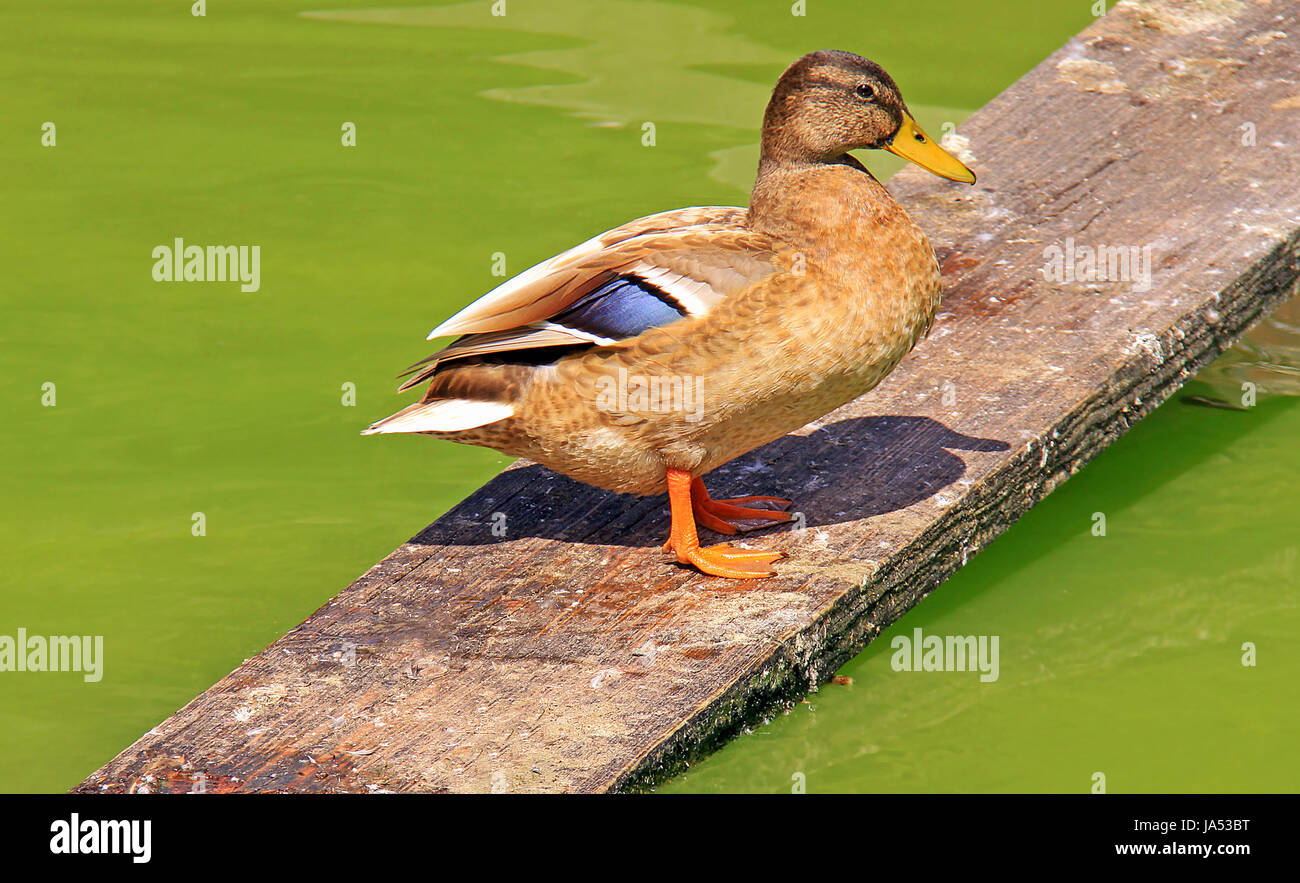 duck, waterfowls, waterfowl, drake, mallard, waters, green, bridge ...