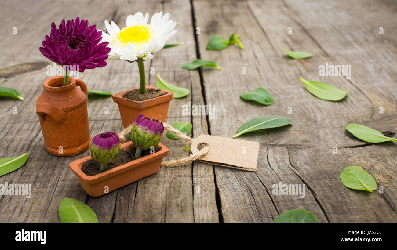 leaf, sell, model, design, project, concept, plan, draft, garden, wood ...