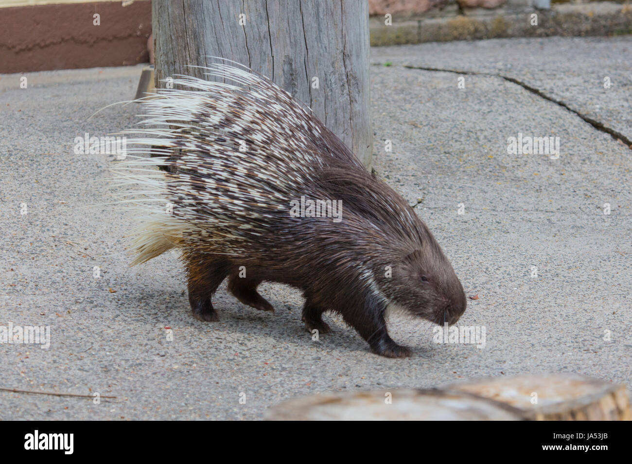 rodent, porcupine, pig, rodent, porcupine, pig, riesennager ...