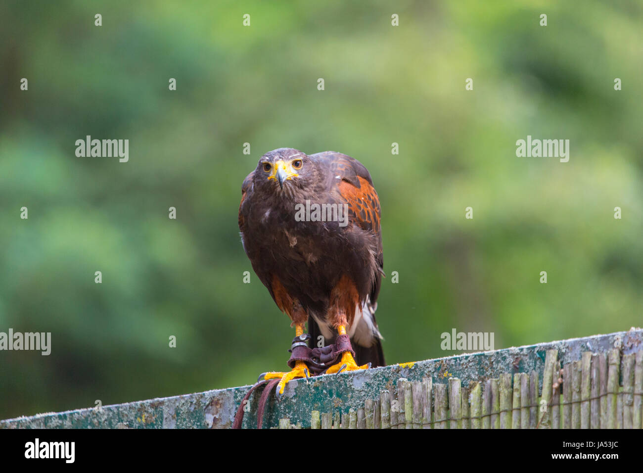 raptor, birds of prey, buzzard, raptor, birds of prey, buzzard ...