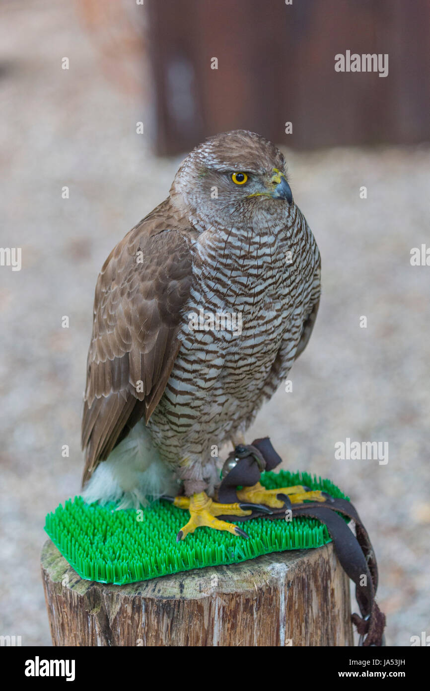 raptor, birds of prey, buzzard, raptor, birds of prey, buzzard ...