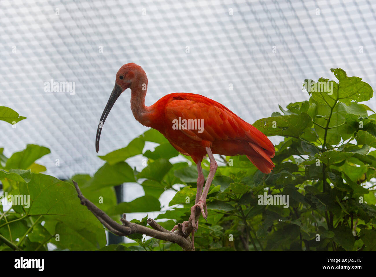 bird, birds, bird, birds, sbelschnbler, recurvirostridae, recurvirostra ...