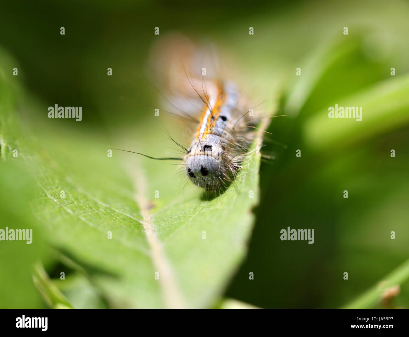 animal, caterpillar, rise, climb, climbing, ascend, uphill, tread ...