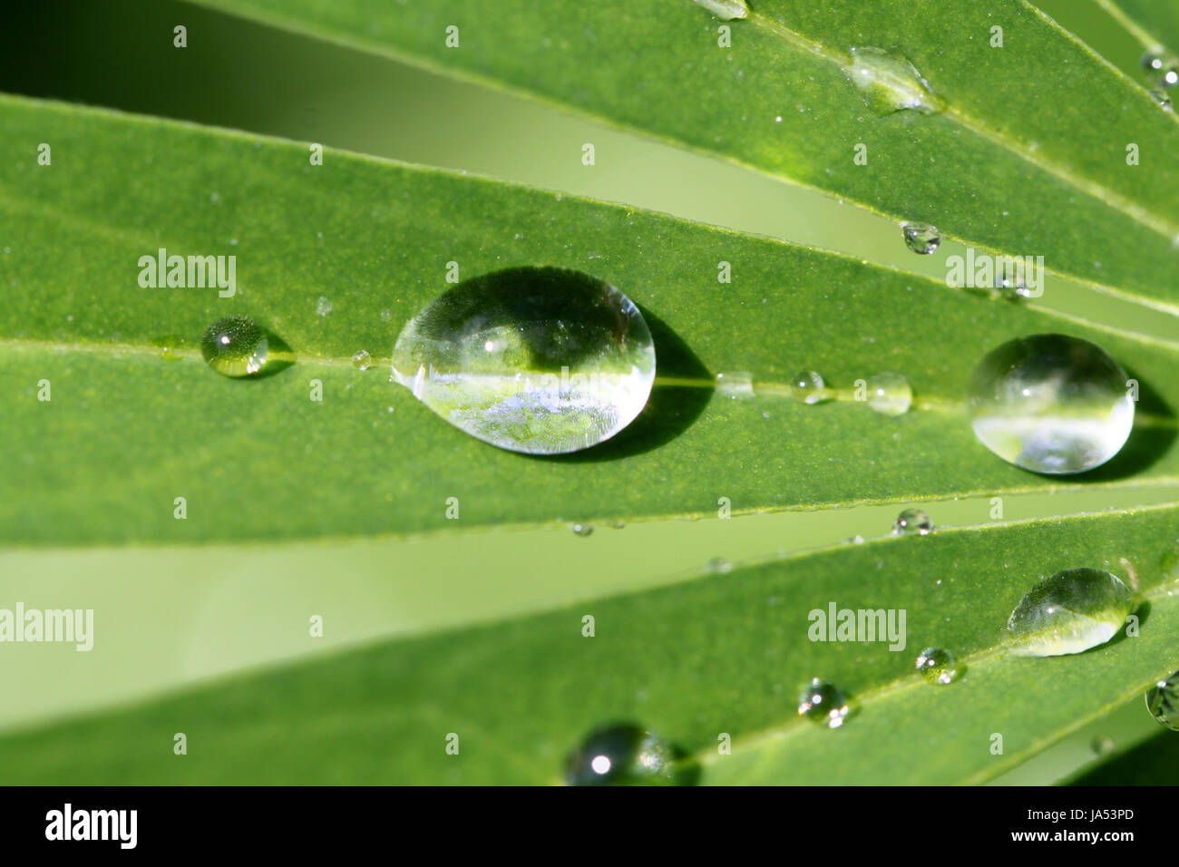 closeup, drop, wet, dew, droplet, rain, lawn, green, water, drip, drops ...