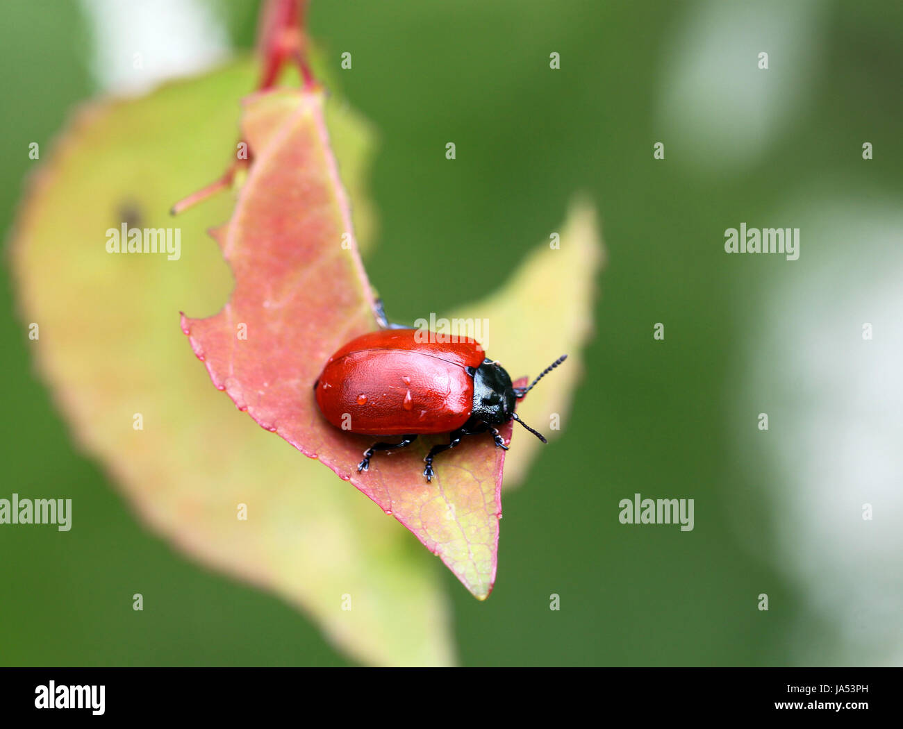 model, design, project, concept, plan, draft, beetle, artificial ...