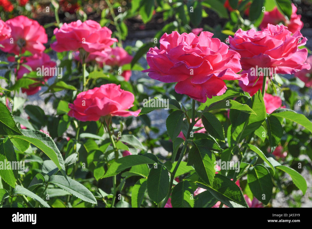 flower, plant, rose, shrub, perennial, vine, grape vine, grape-vine ...