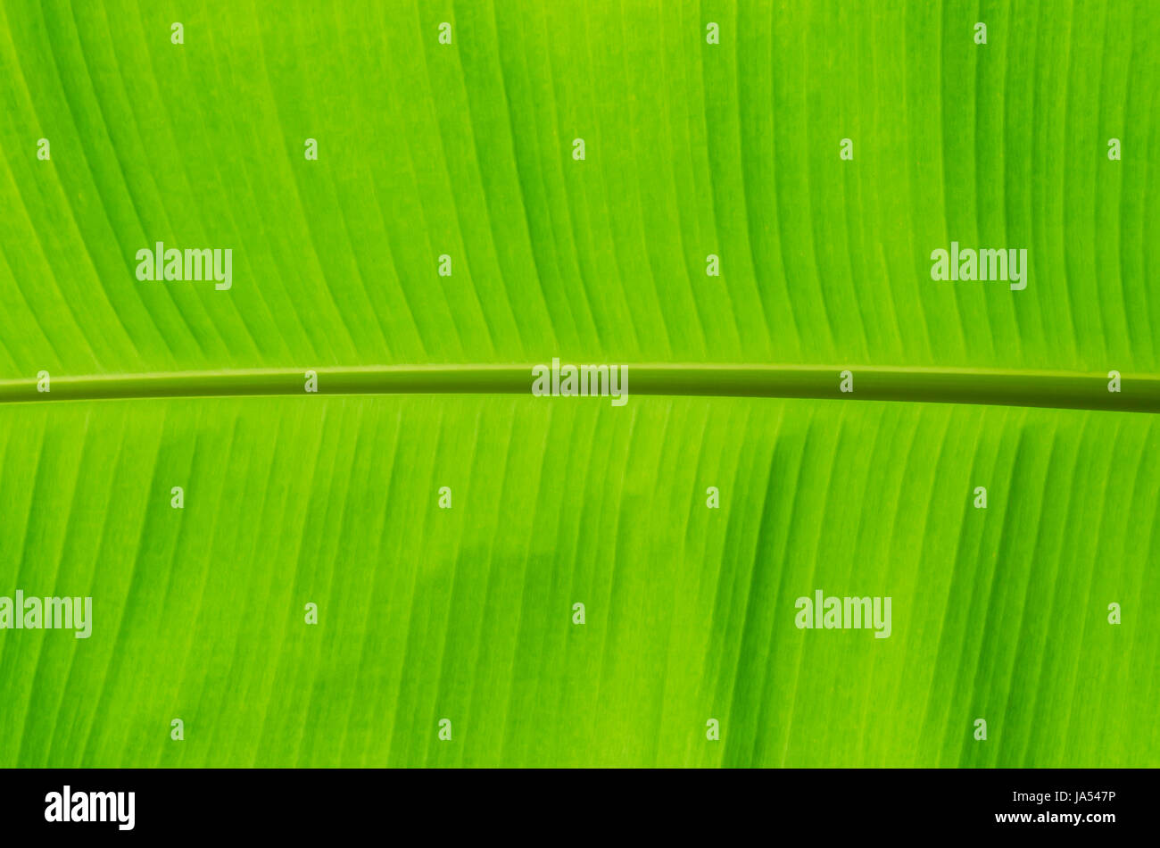 leaf, colour, leaves, banana, abstract, color, backdrop, background ...