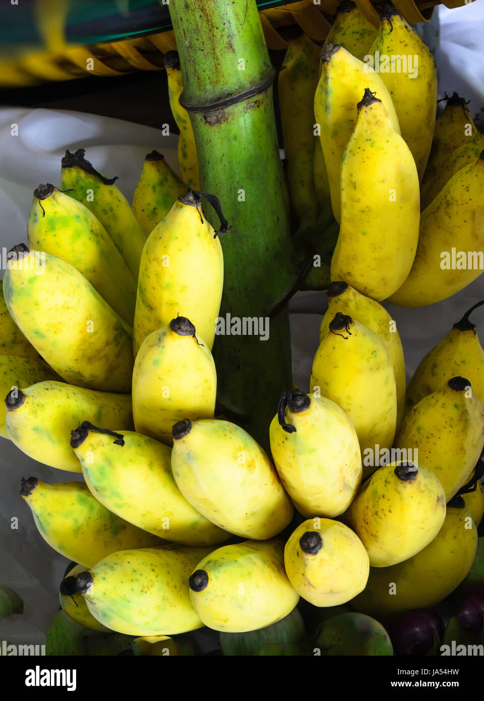 agriculture, farming, botany, diet, banana, climate, bunch, food ...
