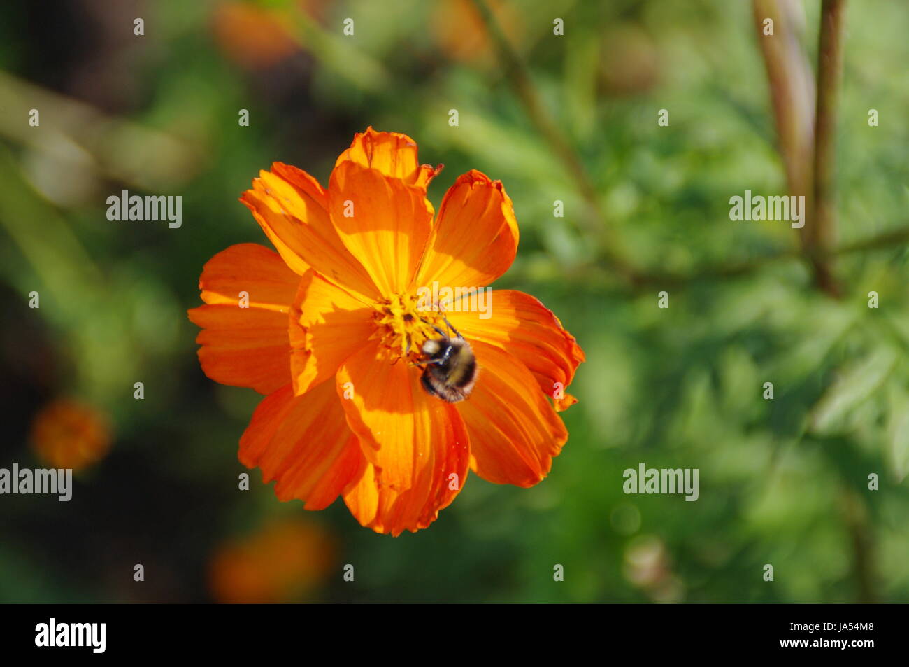 garden, fauna, flower, flowers, plant, flora, flower meadow, gardens ...