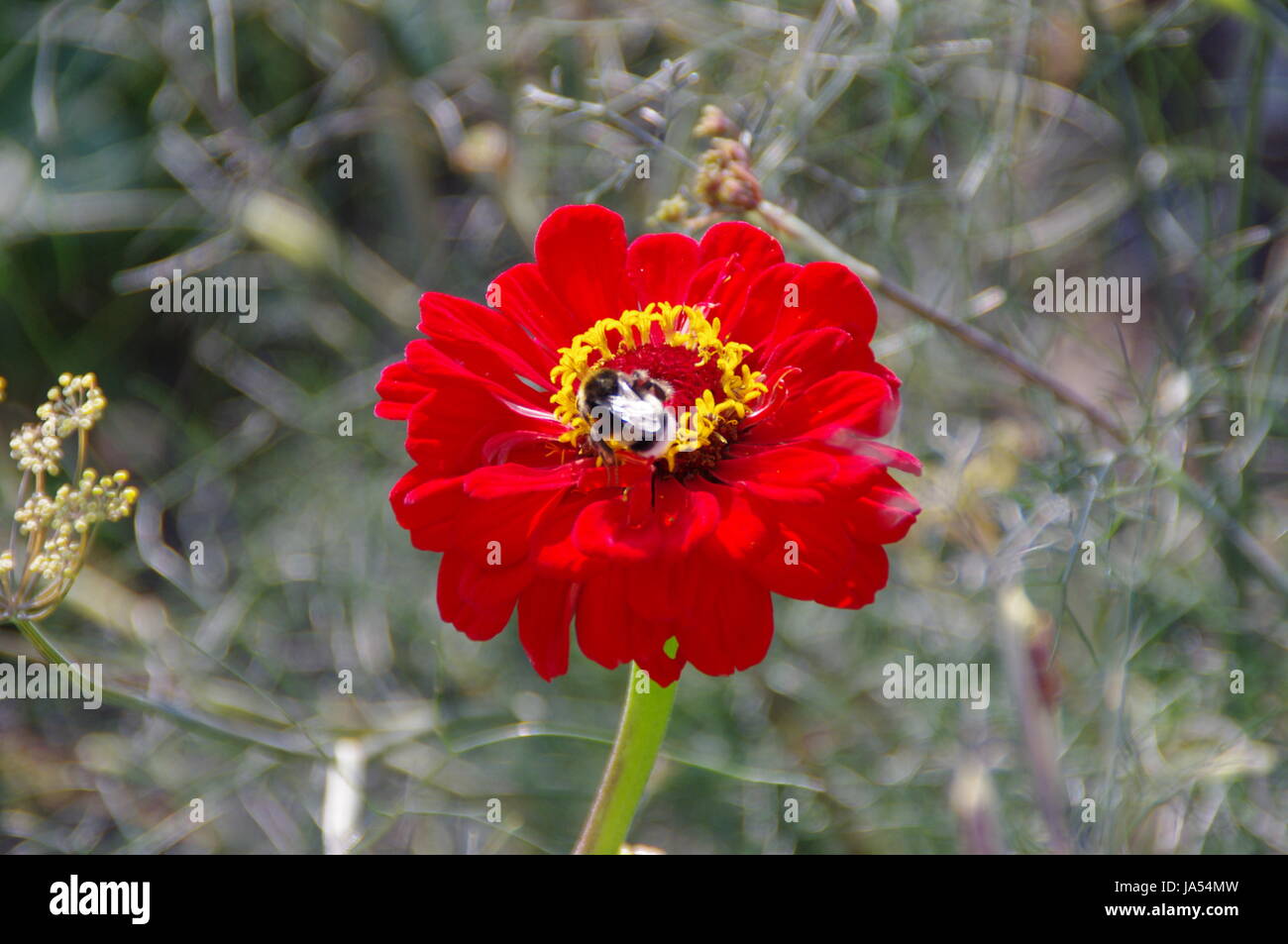 garden, fauna, flower, flowers, plant, flora, flower meadow, gardens ...