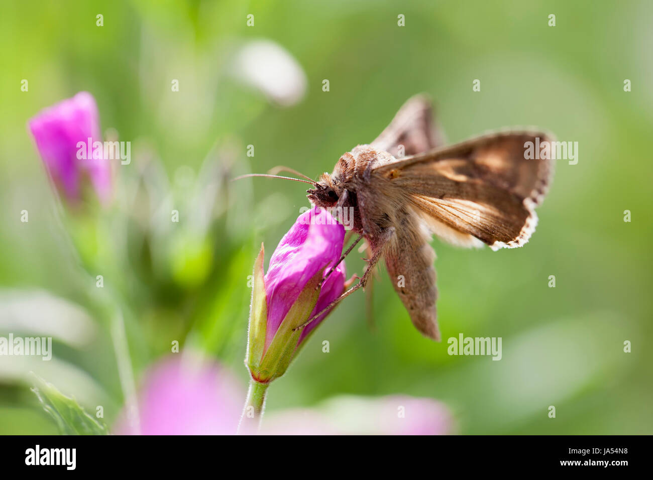 silver y - autographa gamma Stock Photo - Alamy