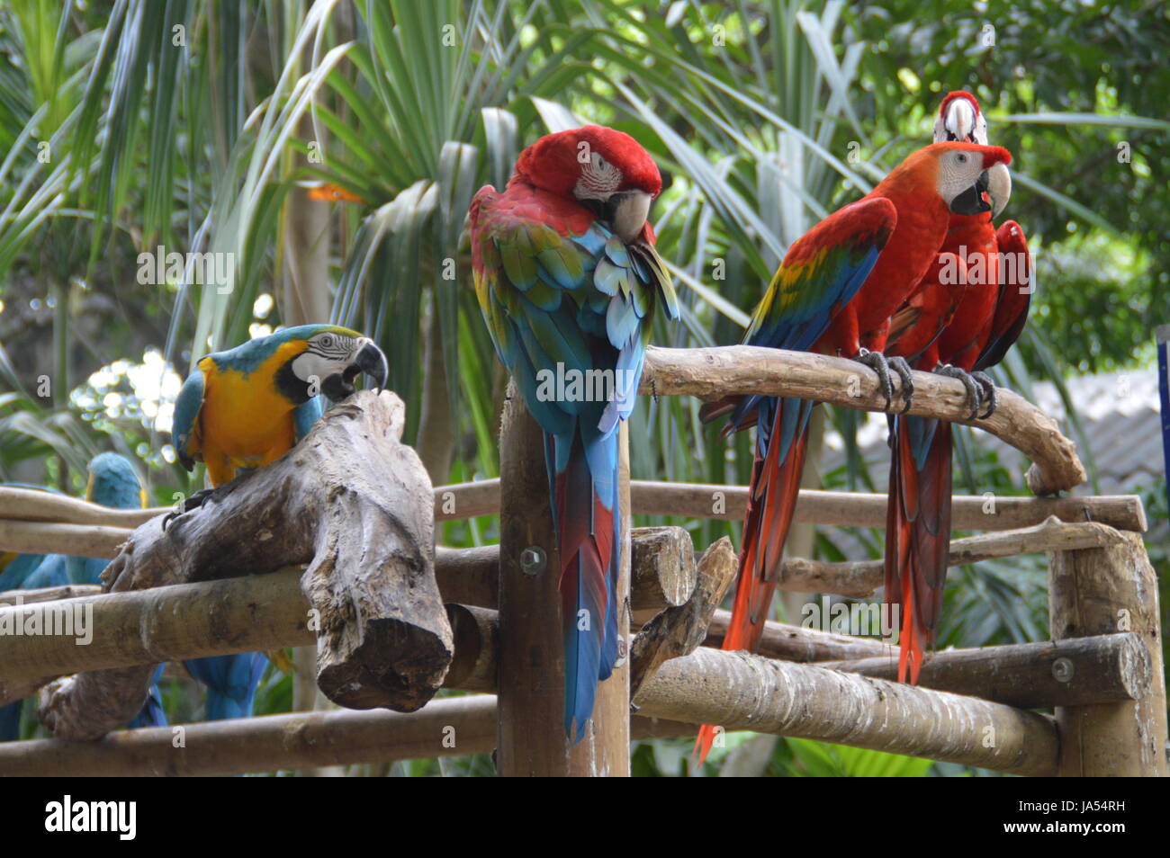 Macaws - Scarlet and Blue-and yellow Stock Photo - Alamy