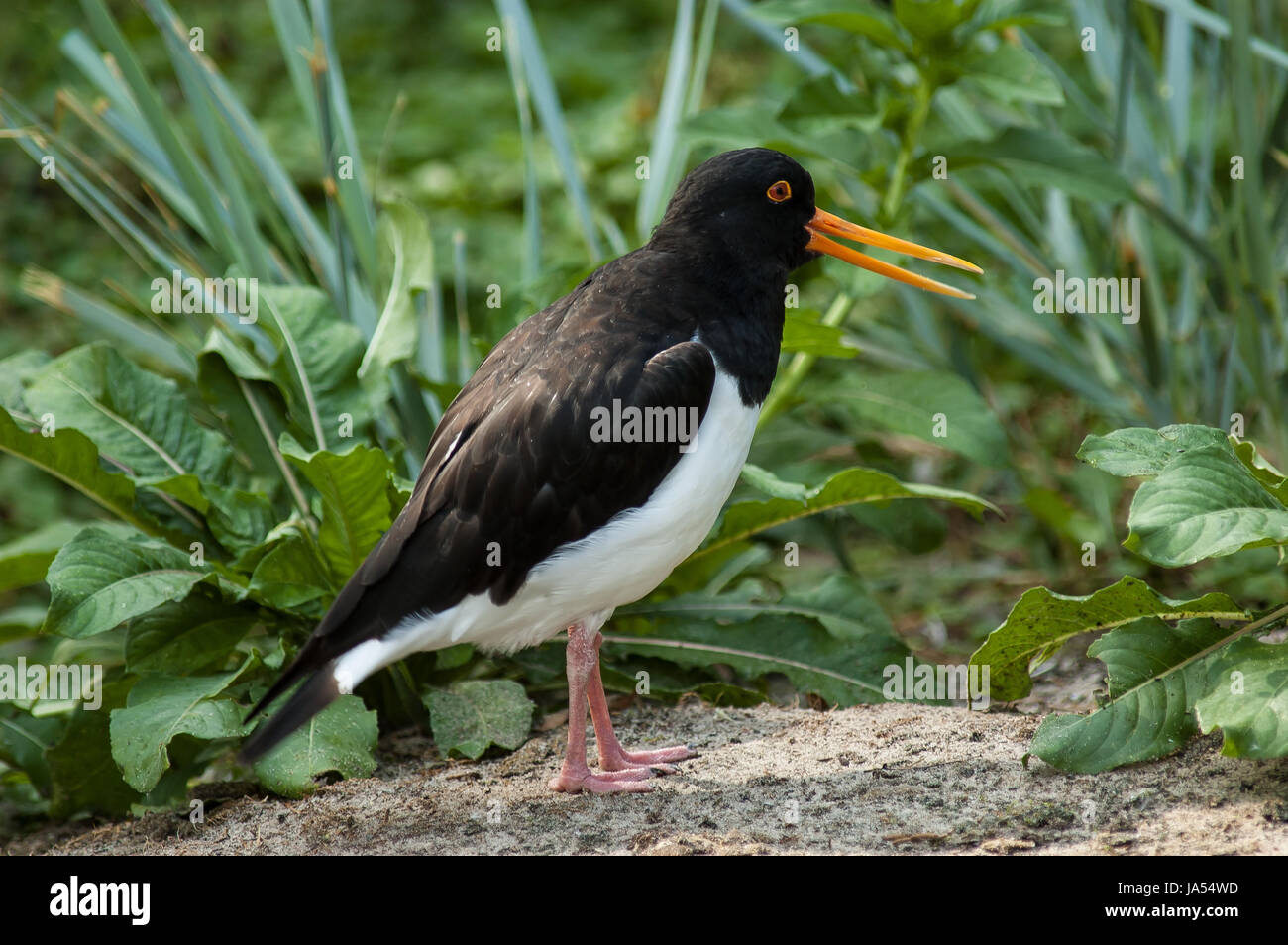 animal, bird, birds, whistle, to court, flirt, flirting, nature ...