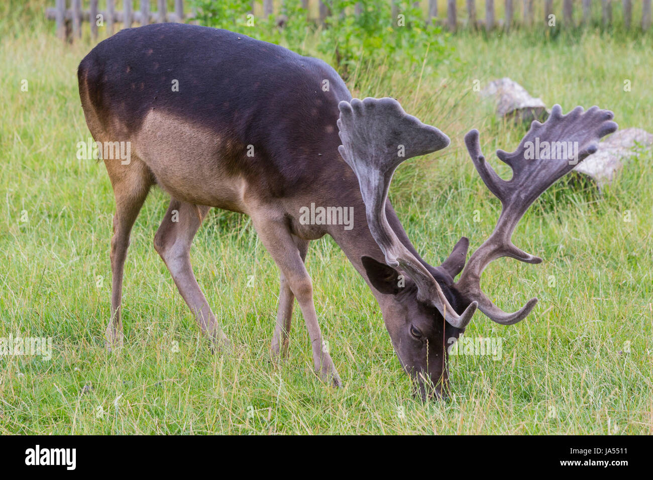 wild, deer, deer stag, roe, hart, stag, wild, deer, deer stag, roe ...