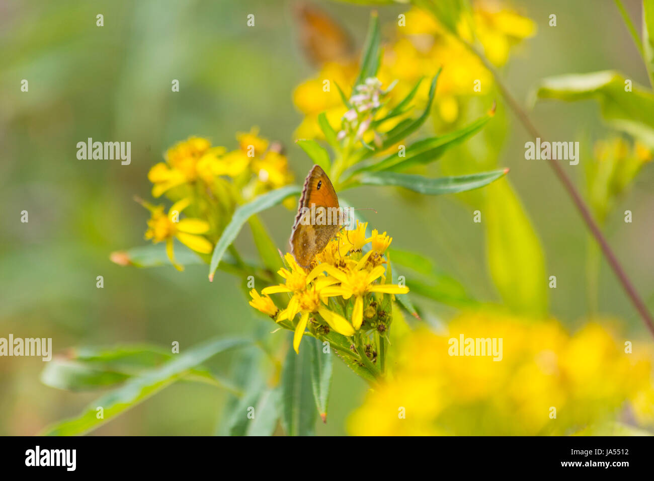 insect, flower, plant, bloom, blossom, flourish, flourishing, butterfly ...
