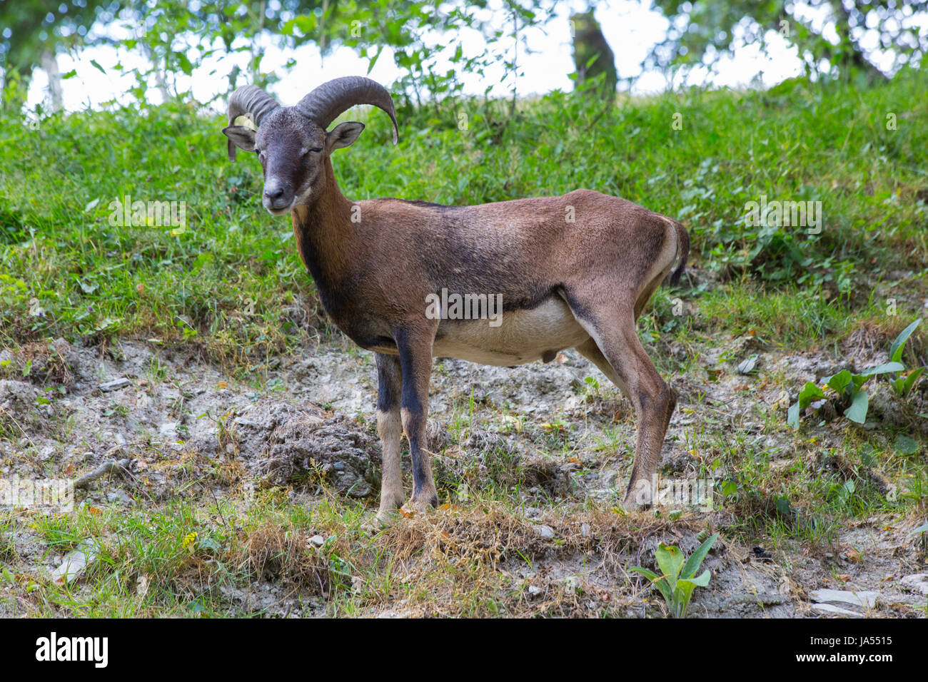 goat, goatish, goat, goatish, muffeltier, mufflon, paarhufer ...