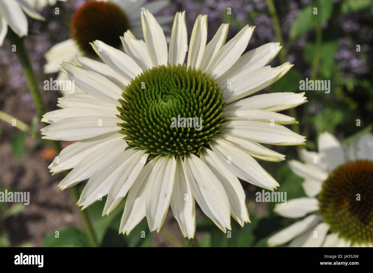 Fauna flowers hi-res stock photography and images - Alamy