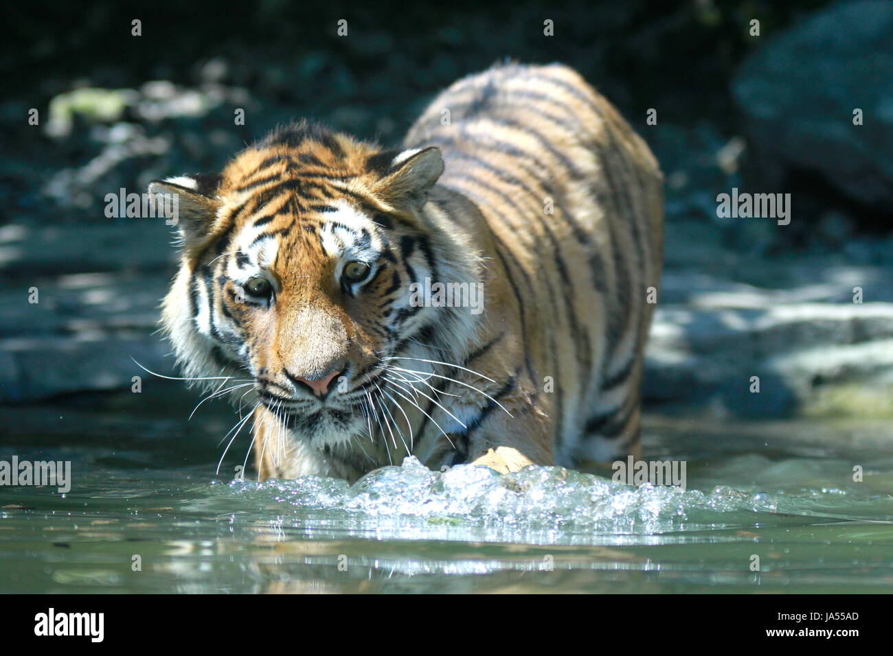 Sumatran tiger swimming hi-res stock photography and images - Alamy