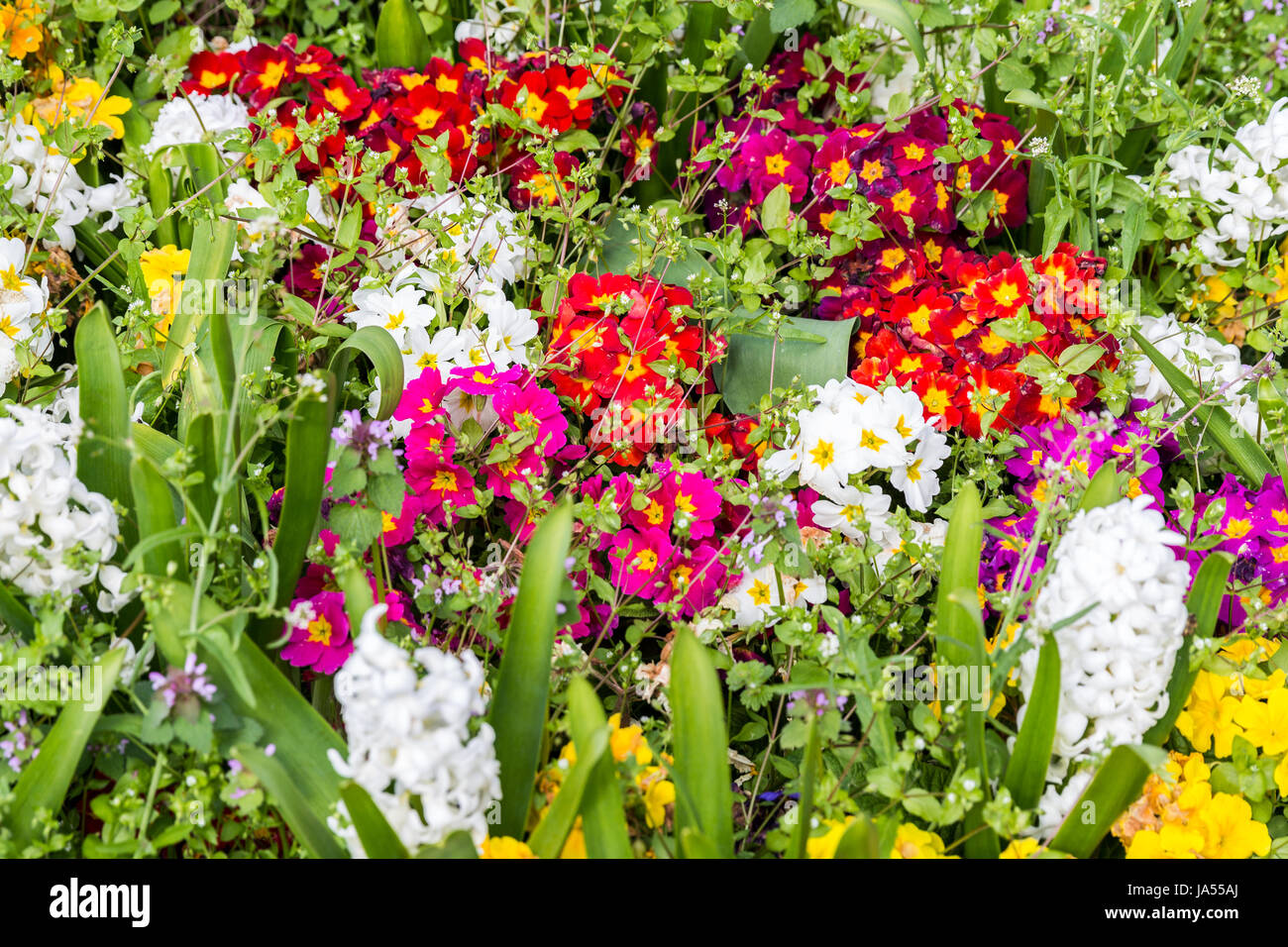 Colorful flowers in the park. Spring landscape Stock Photo - Alamy