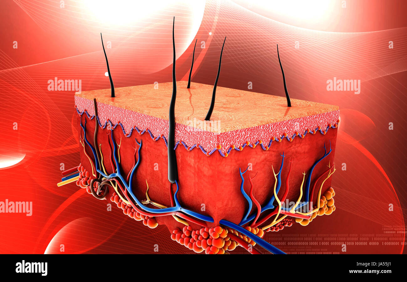 education, medicinally, medical, graphics, colour, science, skin, human ...