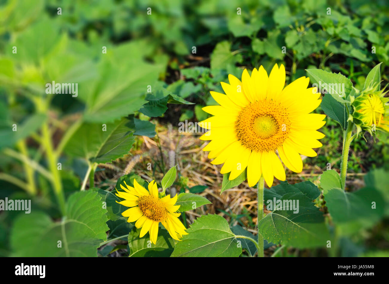 beautiful, beauteously, nice, park, garden, flower, plant, agriculture ...