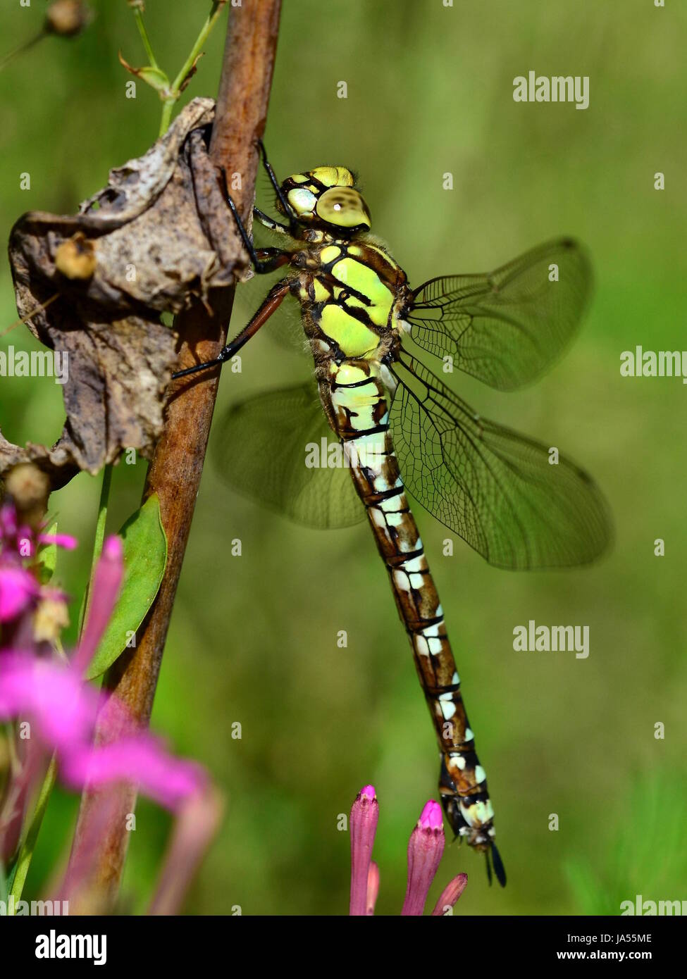 start times karge Stock Photo - Alamy