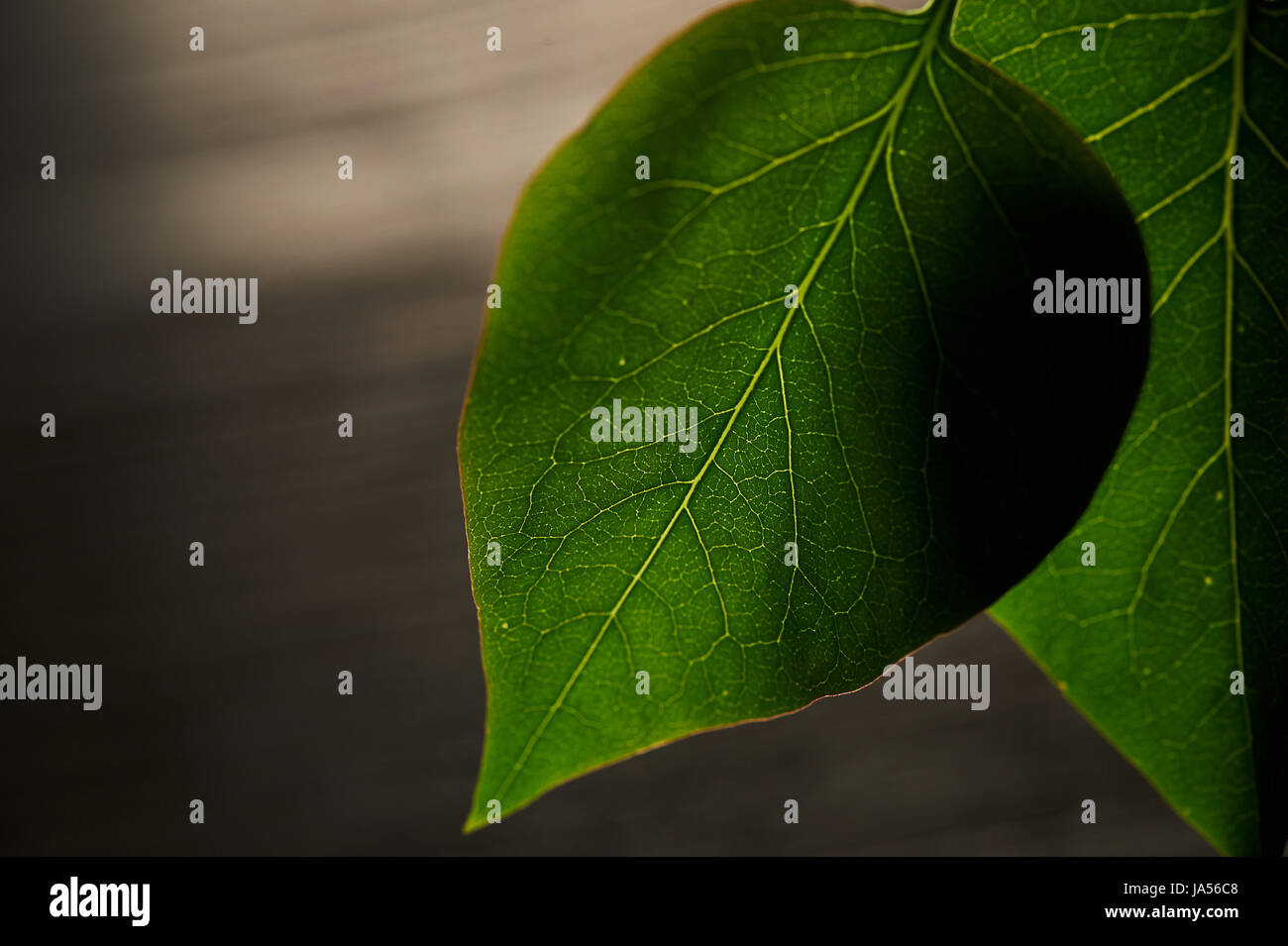 microsurgeries texture of a green leaf of lilac. soft focus . Close ...