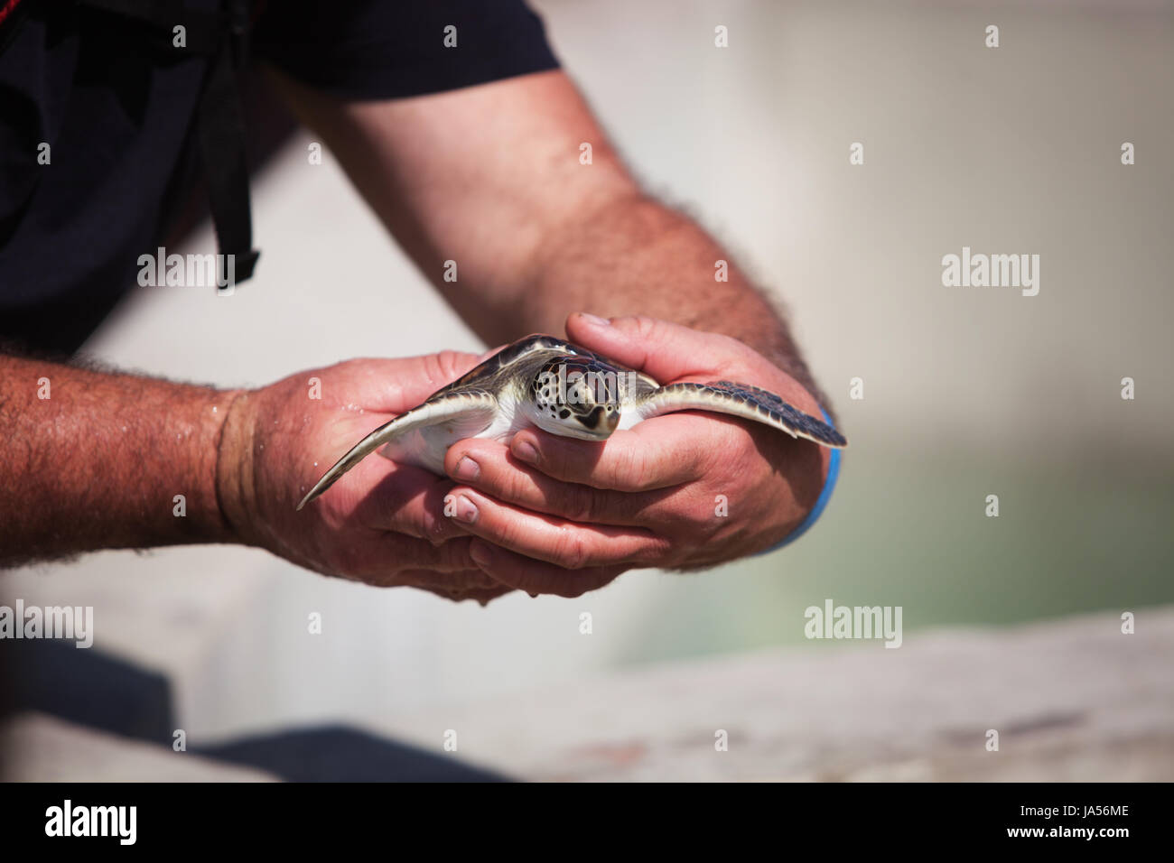hand, hands, single, animal, reptile, person, shell, small, tiny ...