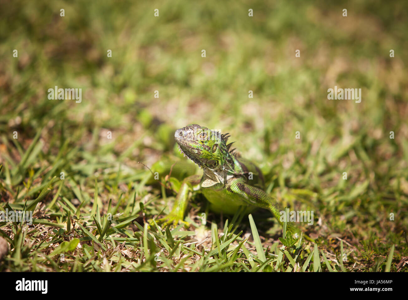 single, animal, reptile, lizard, look, glancing, see, view, looking ...