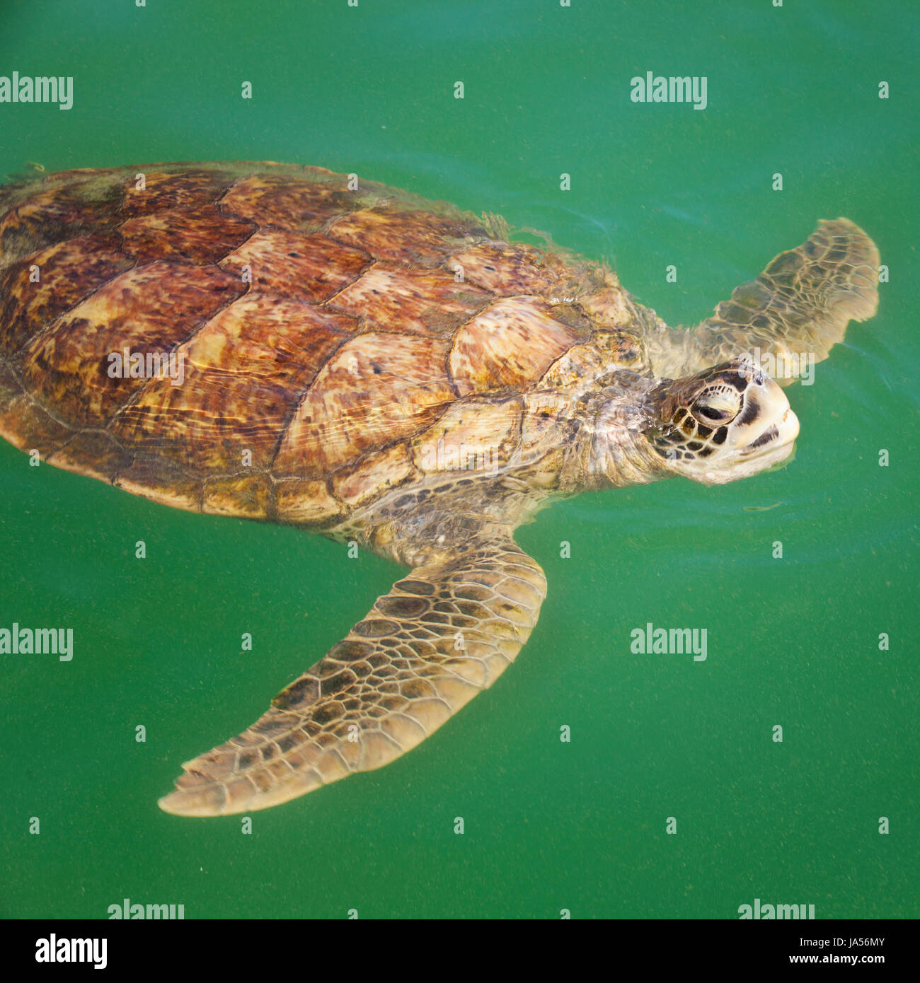 single, big, large, enormous, extreme, powerful, imposing, immense ...