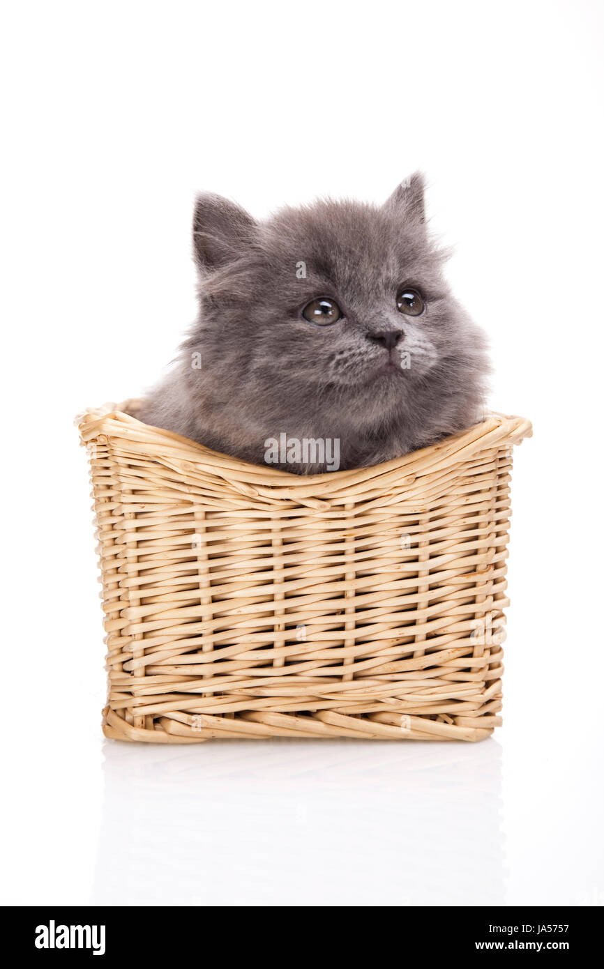 Shot put funny Cut Out Stock Images & Pictures - Alamy