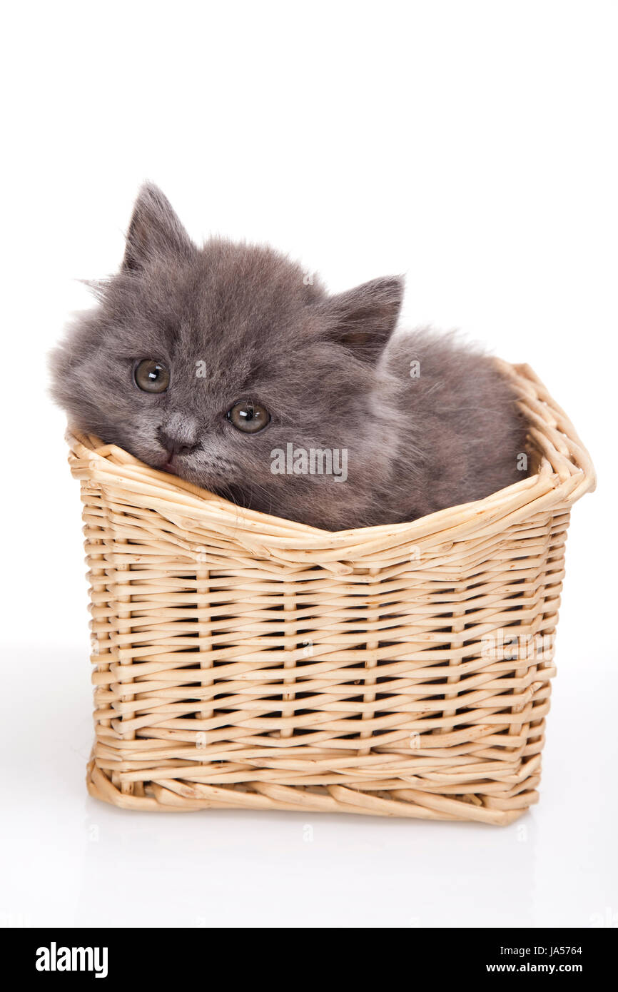 animal, pet, small, tiny, little, short, funny, cat baby, kitten ...