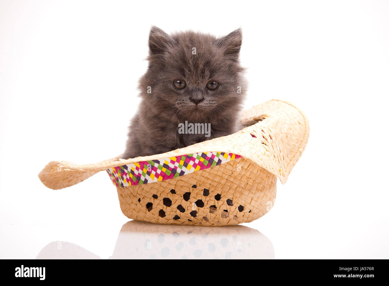 animal, pet, small, tiny, little, short, funny, cat baby, kitten ...