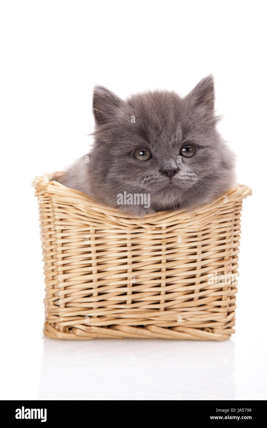 Shot put funny Cut Out Stock Images & Pictures - Alamy