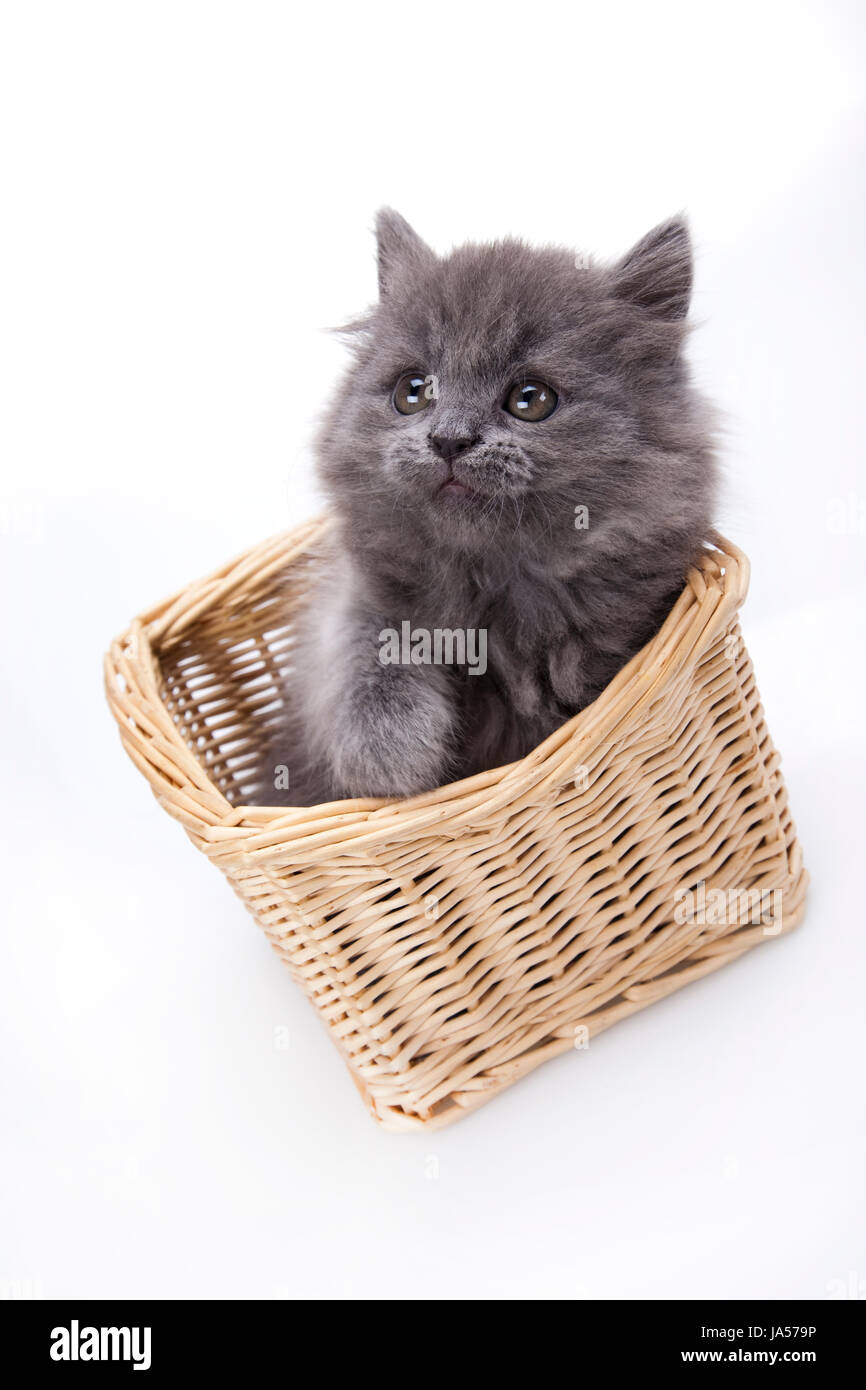 animal, pet, small, tiny, little, short, funny, cat baby, kitten ...