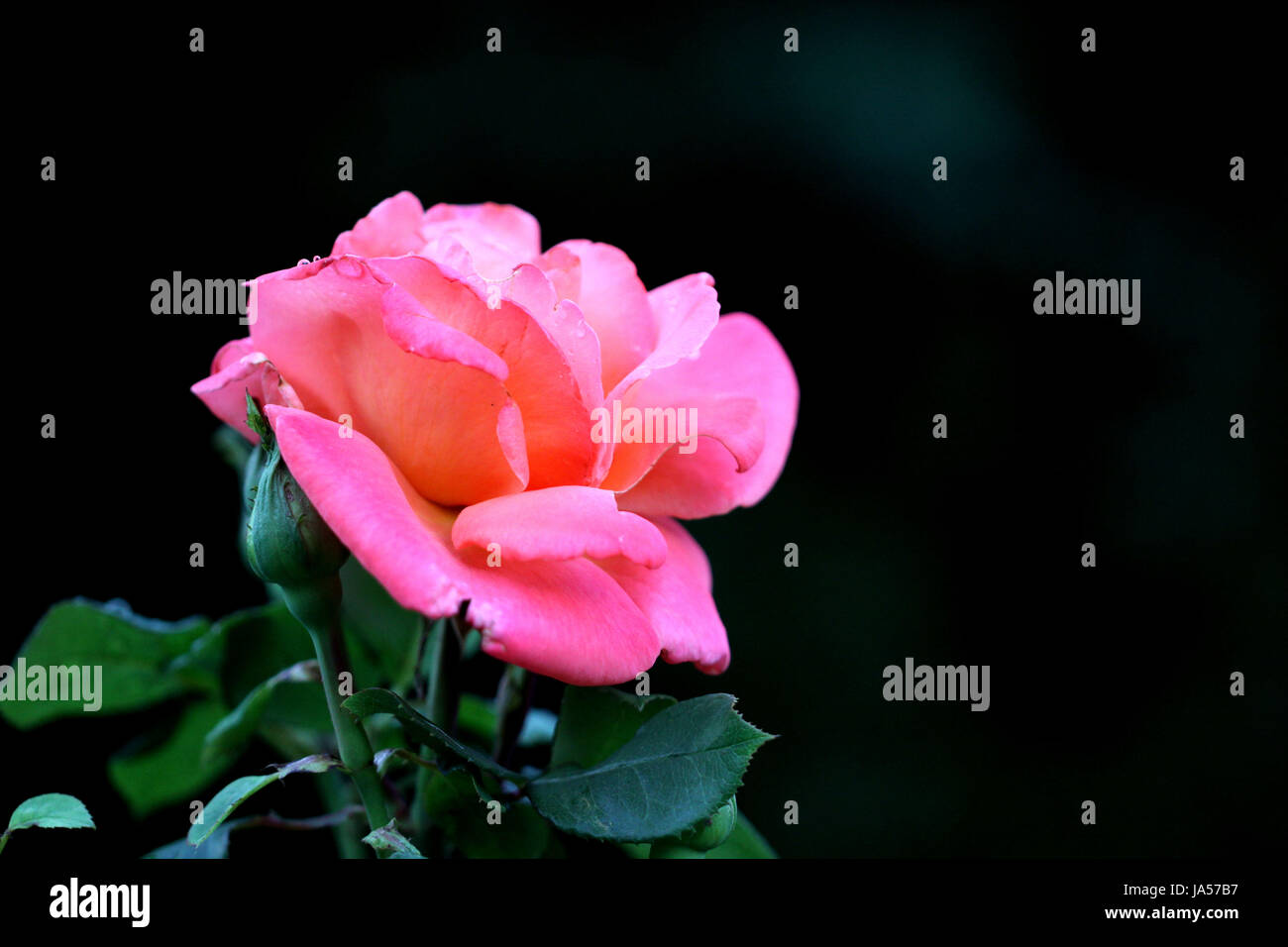 Profuse rose hi-res stock photography and images - Alamy