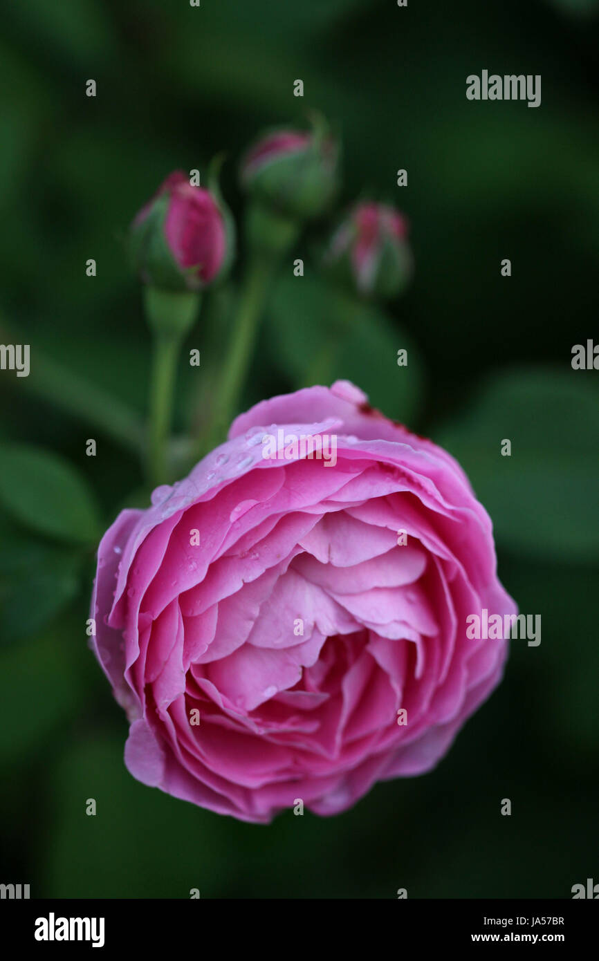 Profuse rose hi-res stock photography and images - Alamy