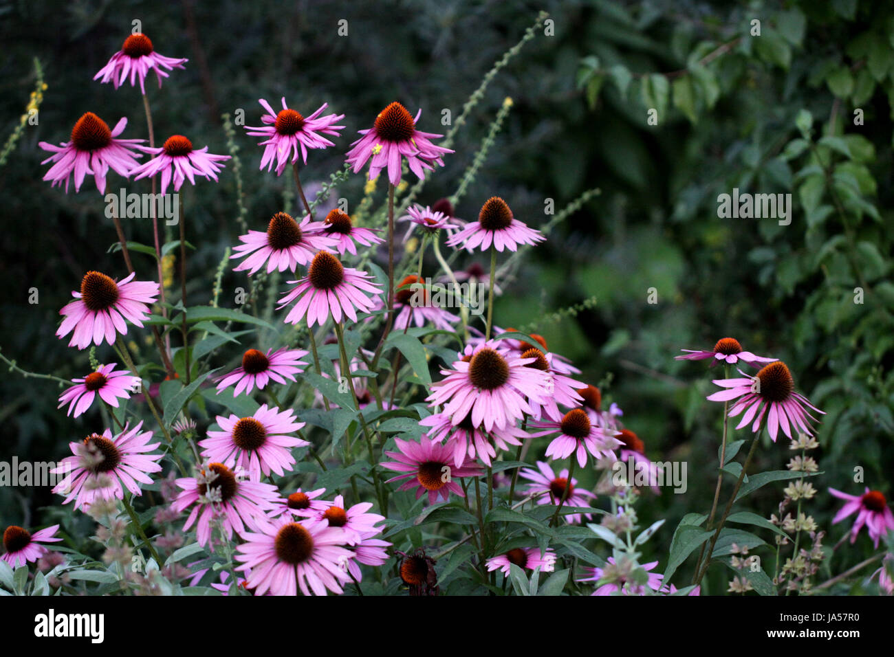 Pink deep rose eye hi-res stock photography and images - Alamy