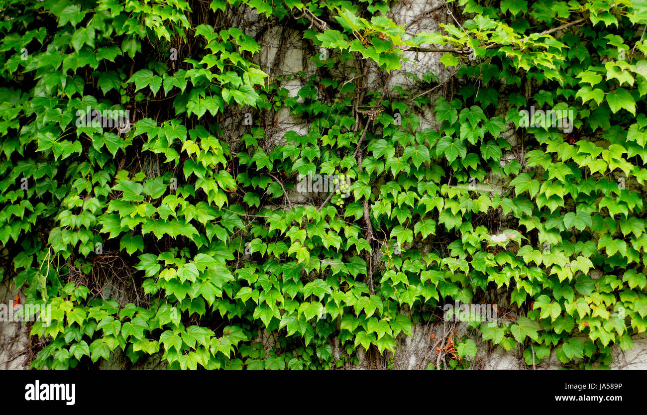 leaf, city, town, environment, enviroment, garden, flora, summer ...