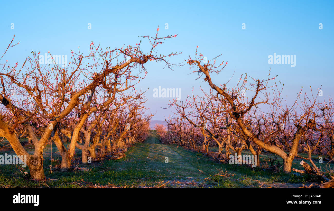 Flowering Fruit Trees Stock Photos & Flowering Fruit Trees Stock Images ...
