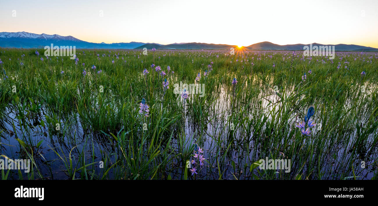 Natural marsh hi-res stock photography and images - Alamy