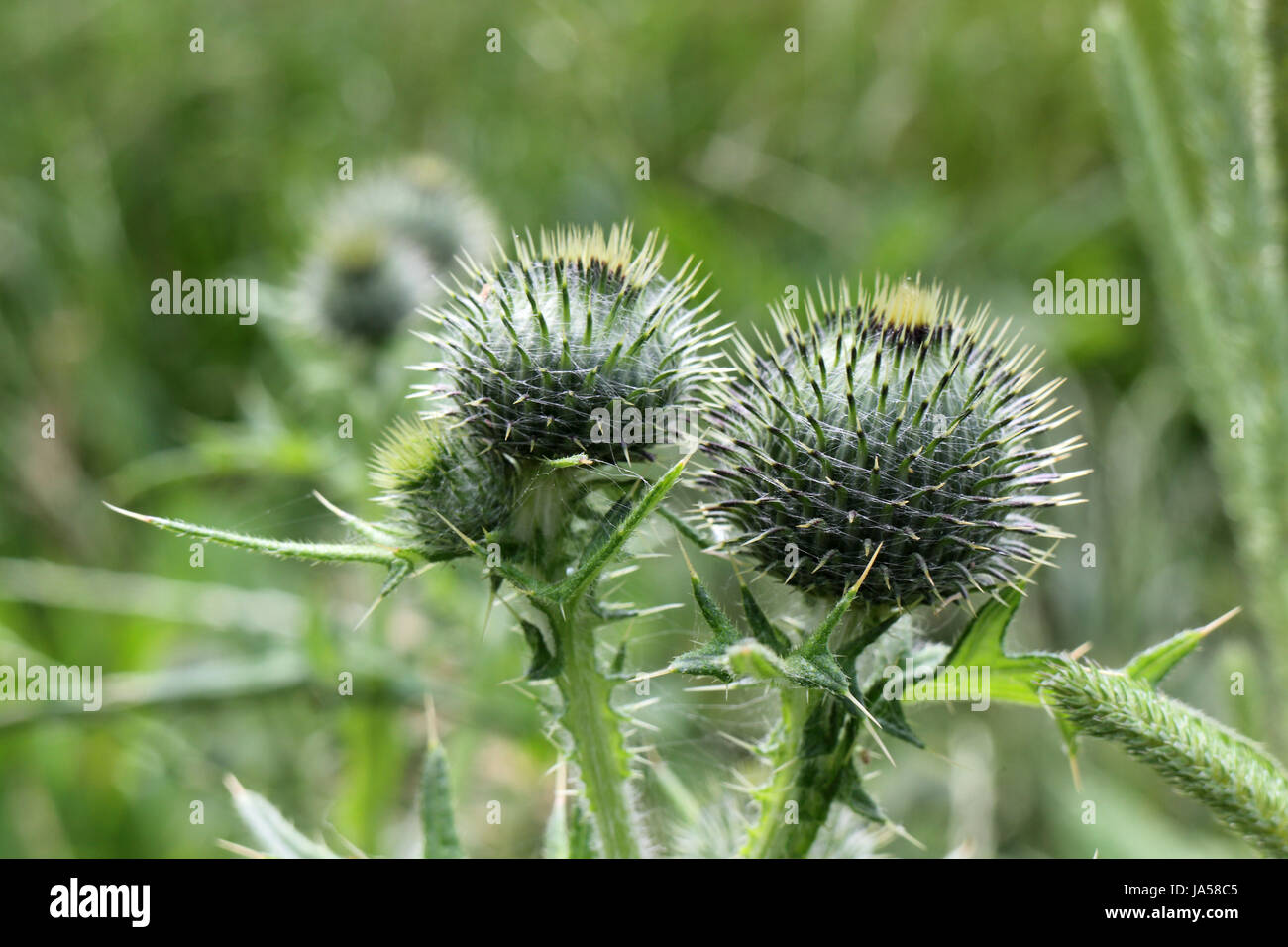 thorns, thistle, medicinal plant, rank growth, leaf, macro, close-up ...