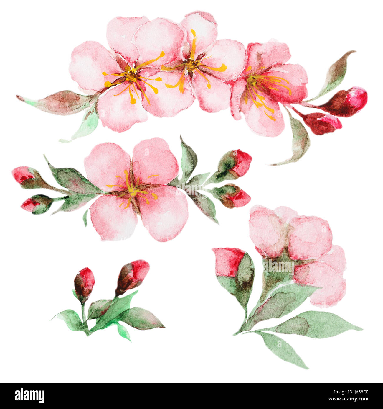 watercolor sakura flowers Stock Photo - Alamy
