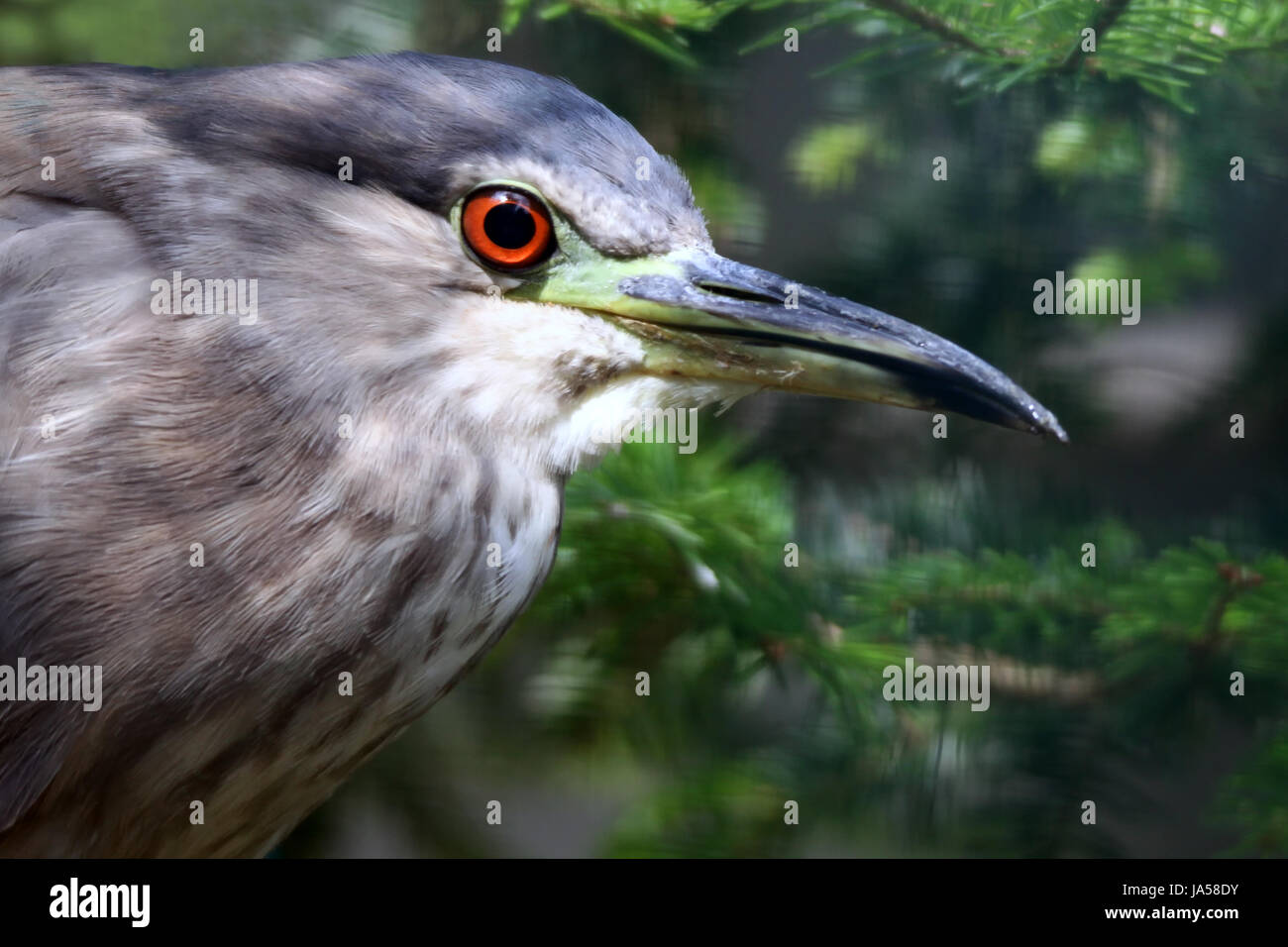 portrait, beak, heron, beaks, macro, close-up, macro admission, close ...