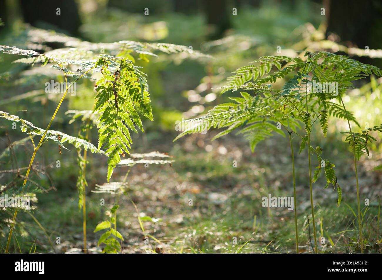 shine, shines, bright, lucent, light, serene, luminous, tree, plant ...