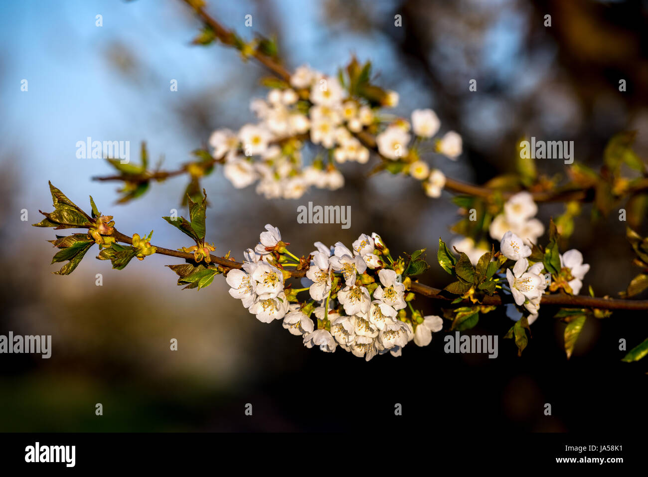 Tiny tree limbs hi-res stock photography and images - Alamy