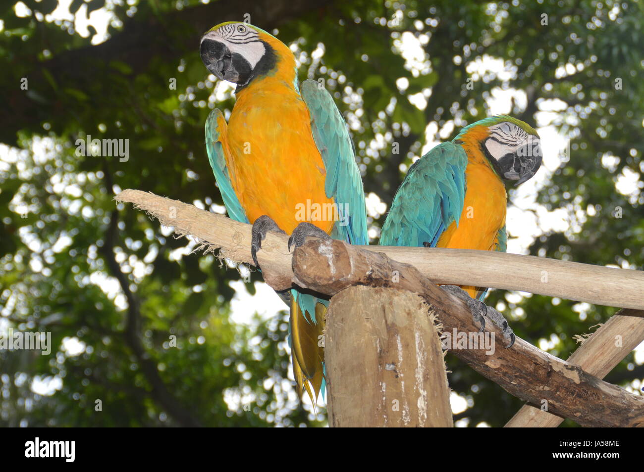 Macaws - Scarlet and Blue-and yellow Stock Photo - Alamy