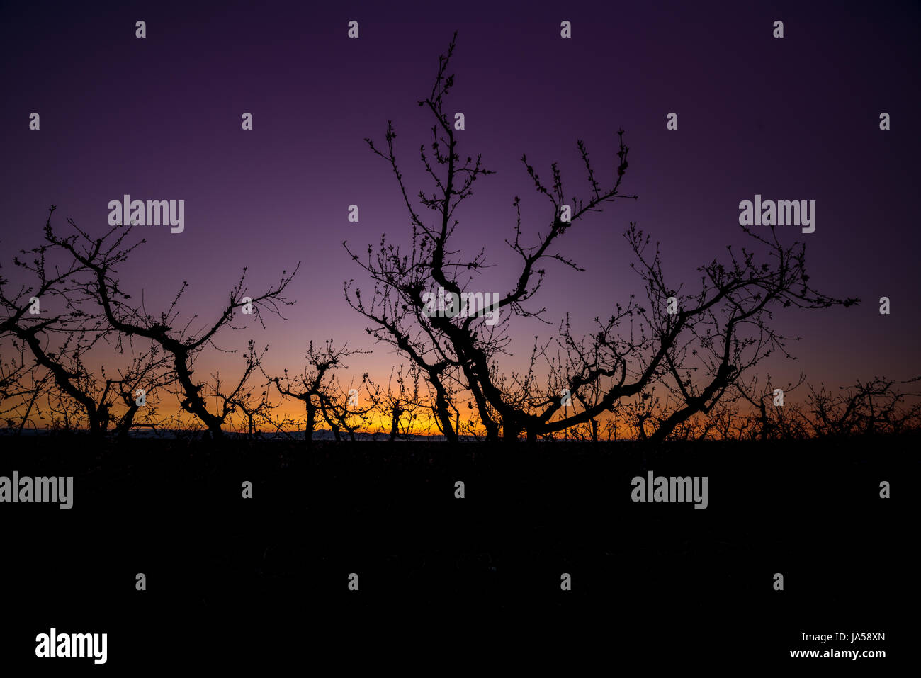 Twilight colors behind a fruit tree orchard Stock Photo - Alamy
