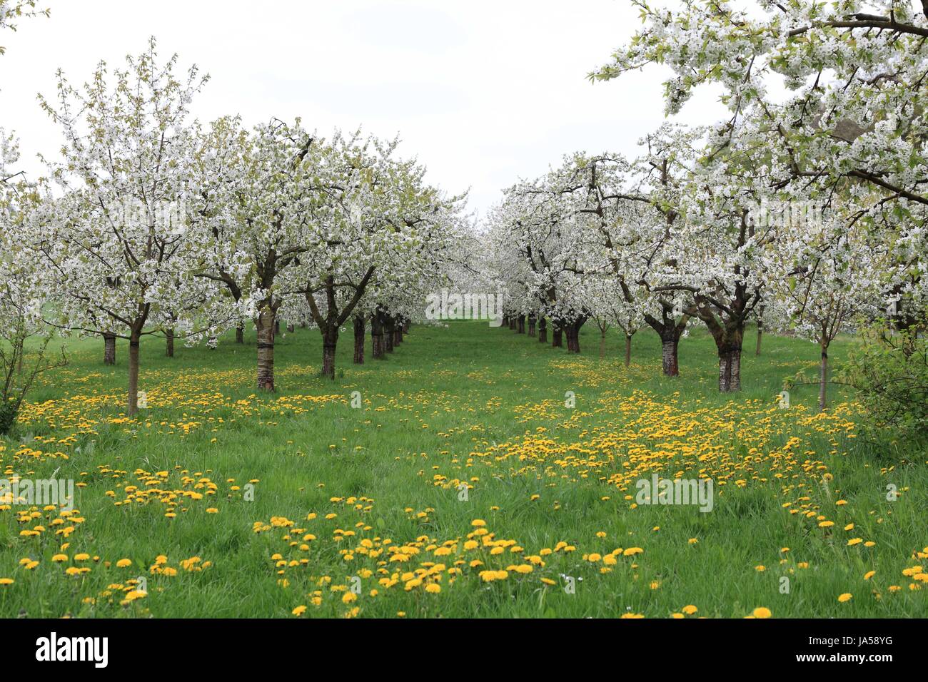 tree, trees, bloom, blossom, flourish, flourishing, flower, flowers ...